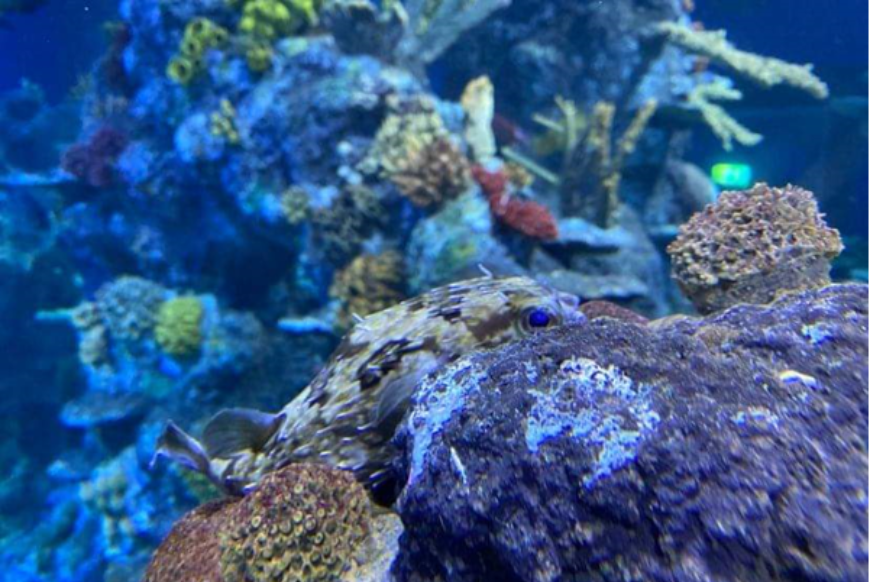 Piper the Porcupine Pufferfish at Bristol Aquarium - Visit West