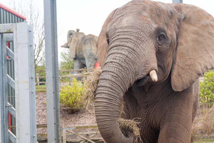 Noah's Ark Zoo Farm welcomes Uli, the African Elephant - Visit West