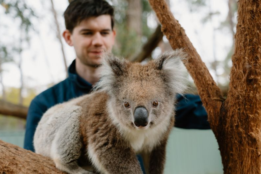 Longleat Koala Keepers Return to see Australian Bushfire Recovery ...