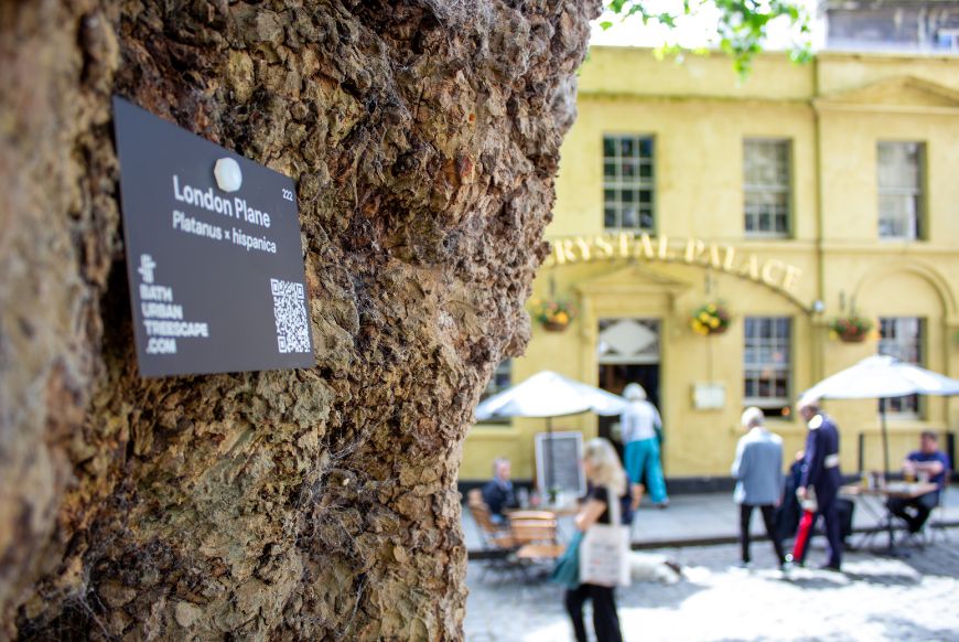 First Bath Urban Treescape plaque unveiled on Abbey Green London Plane ...