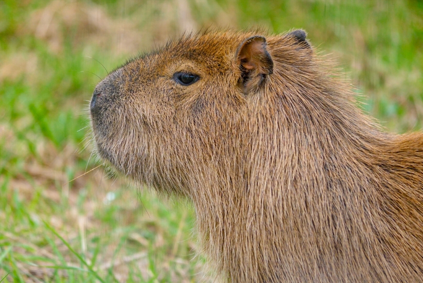 New capybara trio take centre stage at Noah’s Ark Zoo Farm! - Visit West