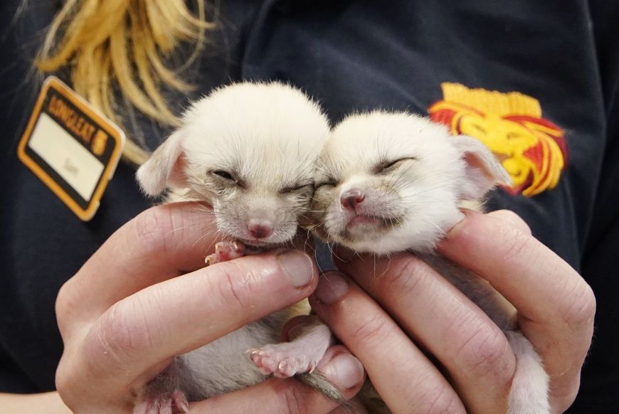 Cute Fennec Fox Kits Are Ear-Resistible - Visit West