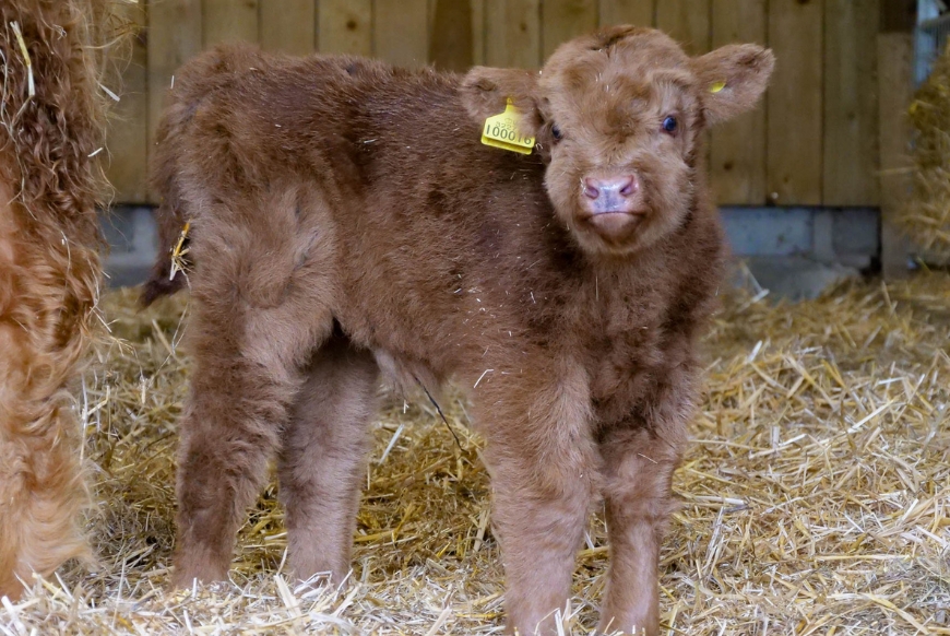 Hamish the Highland Calf born at Noah’s Ark Zoo Farm - Visit West