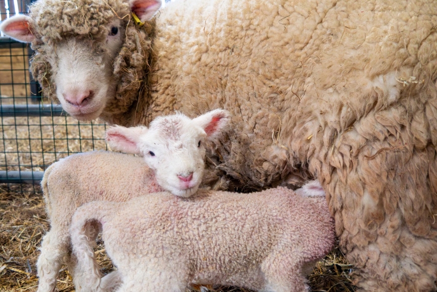 Spring has sprung at Noah’s Ark Zoo Farm - Visit West