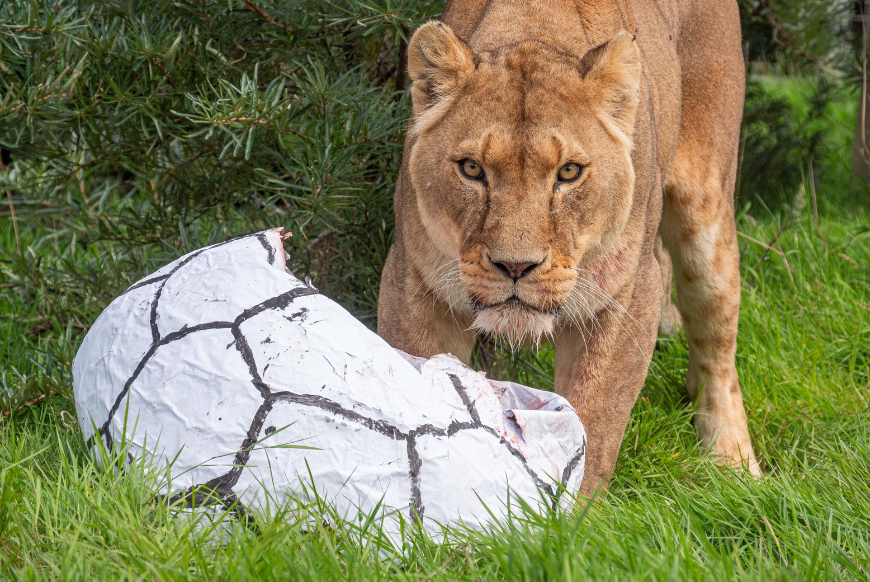 Lioness Roars on England for World Cup Glory - Visit West