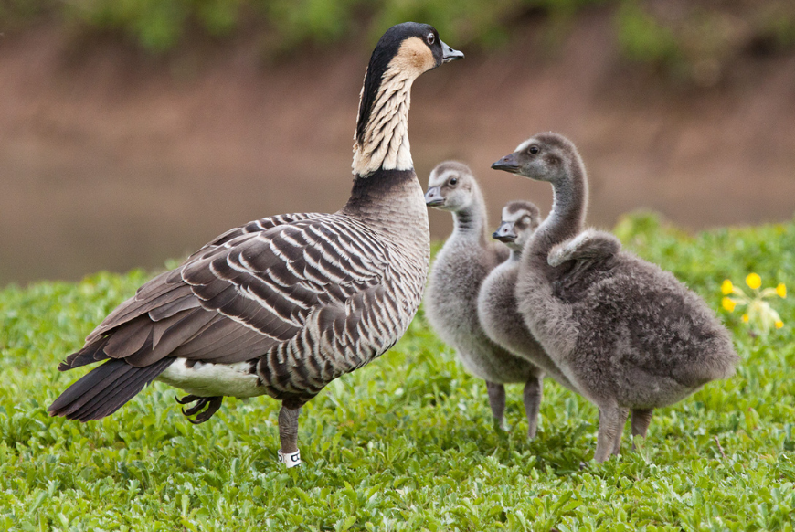 The rarest goose in the world hatches goslings at WWT Slimbridge ...