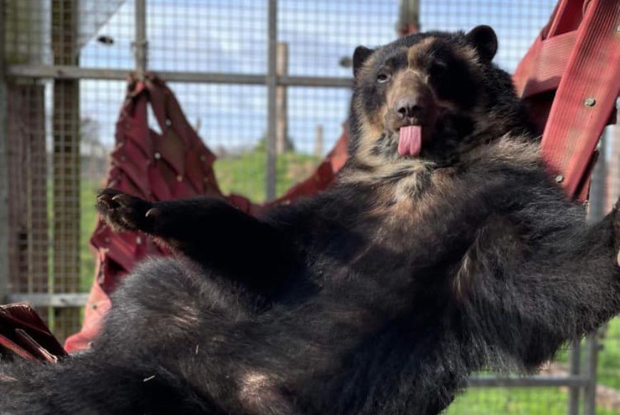 Noah’s Ark celebrates Papa Bears this Father’s Day - Visit West