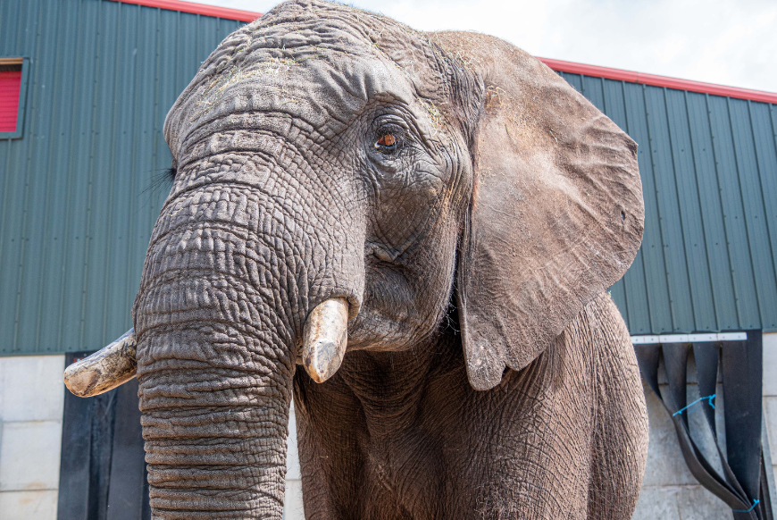 Noah’s Ark Zoo Farm trumpets its excitement as it welcomes African ...