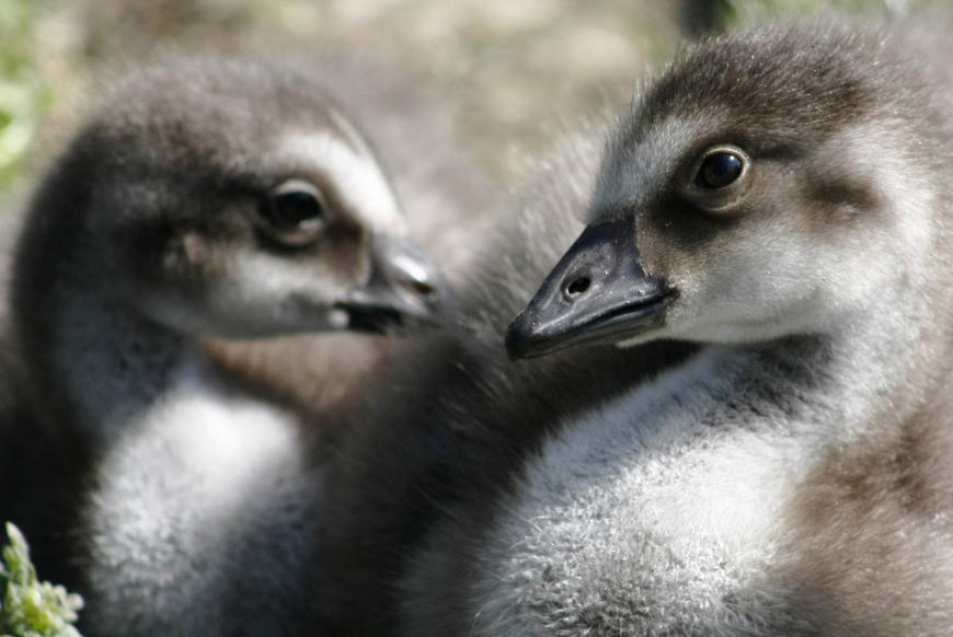 The rarest goose in the world hatches goslings at WWT Slimbridge ...
