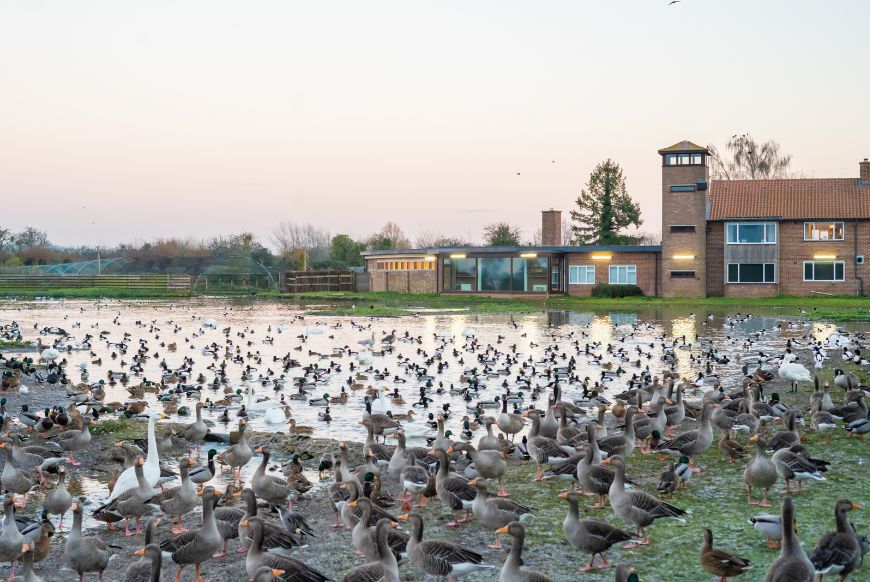 Spend a wonderful winter day out in nature at WWT Slimbridge Wetland ...