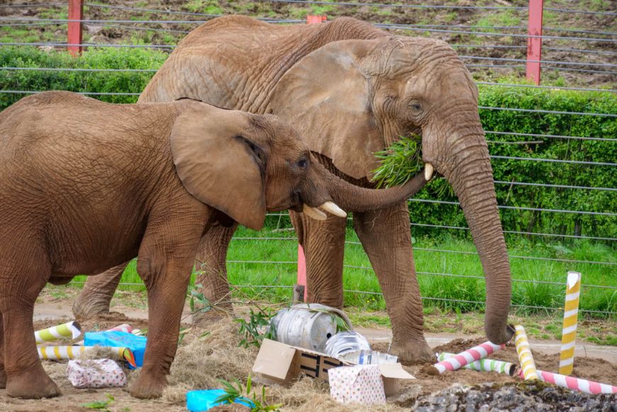 Sutton the elephant celebrates his 10th birthday at Noah's Ark Zoo Farm ...