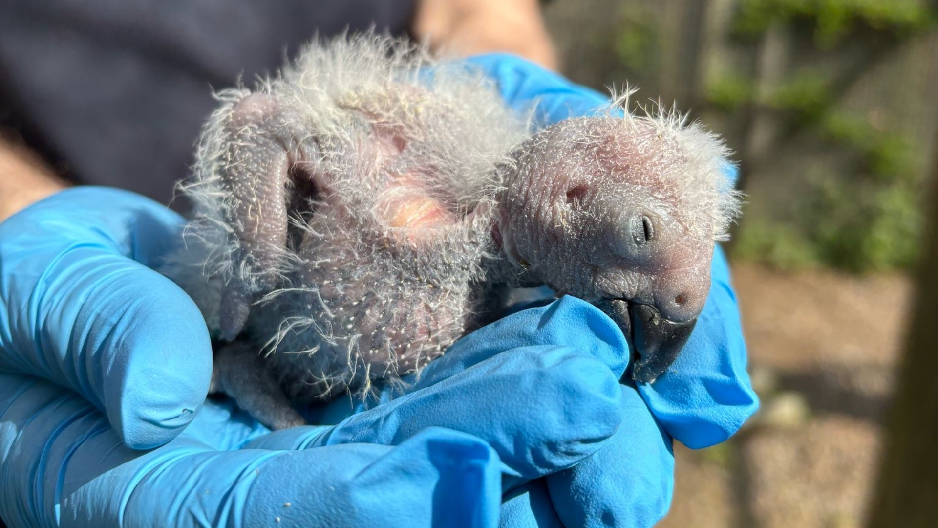 Conservation breeding success as rescued endangered parrots hatch at ...