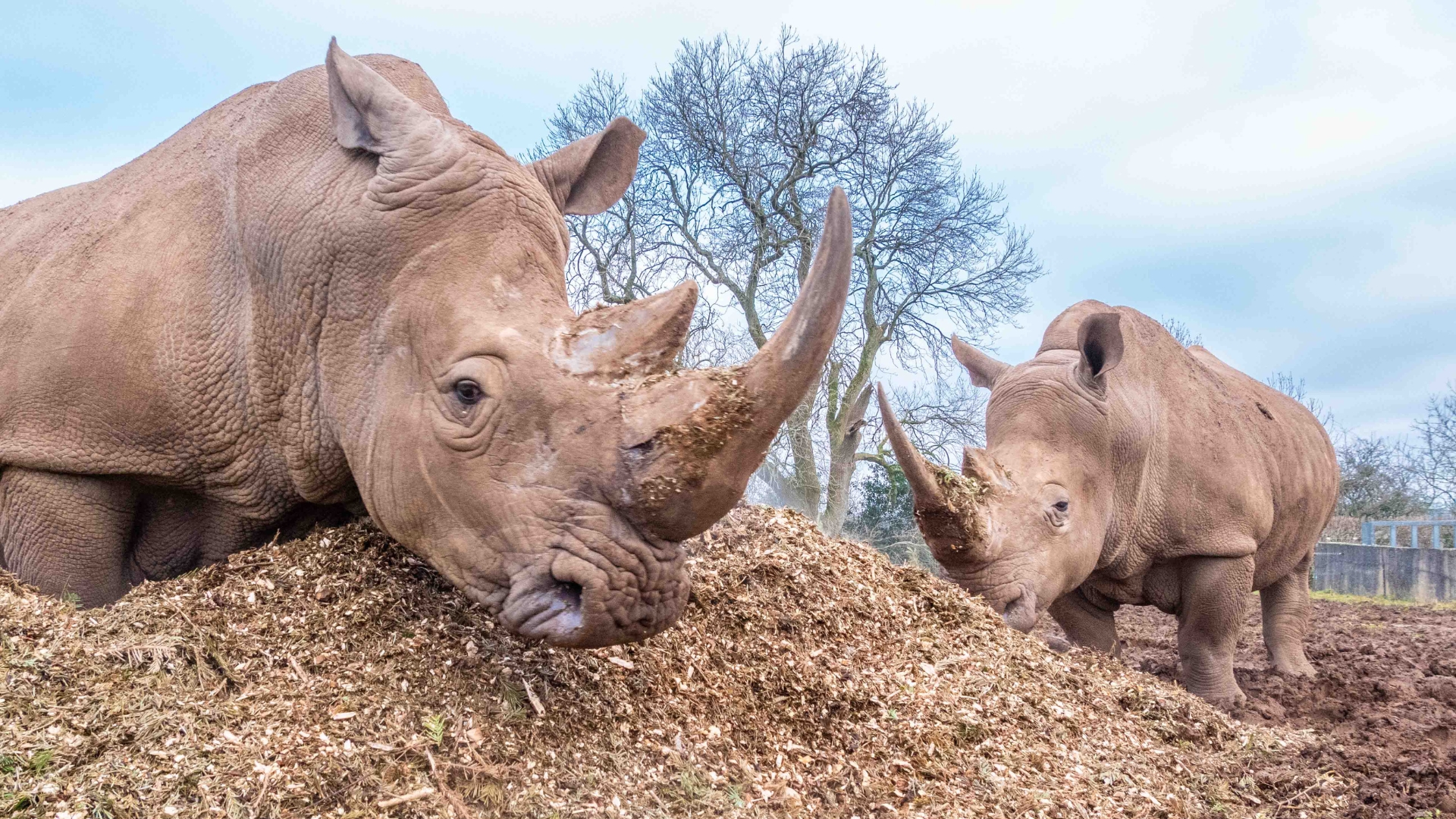 Sprucing up sustainability: Noah’s Ark Zoo Farm's biggest tree-cycling ...