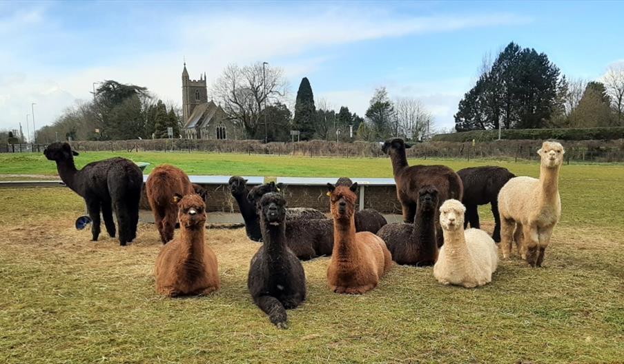 Wolfridge Alpaca Barn - Animal Collection in South Gloucestershire ...